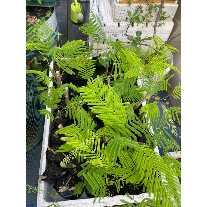 Jual cha om tree thailand …ต้นชะอม | Shopee Indonesia