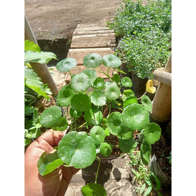 Jual Tanaman pegagan air (centella asiastica) | Shopee Indonesia