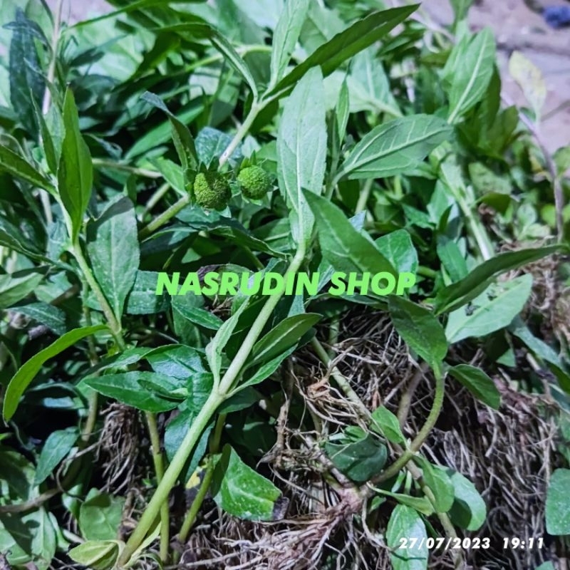 Jual DAUN URANG ARING DENGAN AKAR 1KG SEGAR / ECLIPTA ALBA / ORANG ...