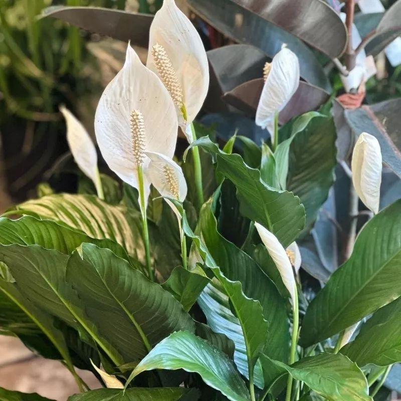 Jual Tanaman Hias Peace Lily Sepathufilum Tanaman Indor Pembersih ...