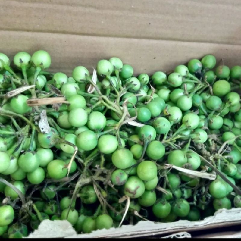 Jual Buah Rimbang/Tekokak 250 gr | Shopee Indonesia