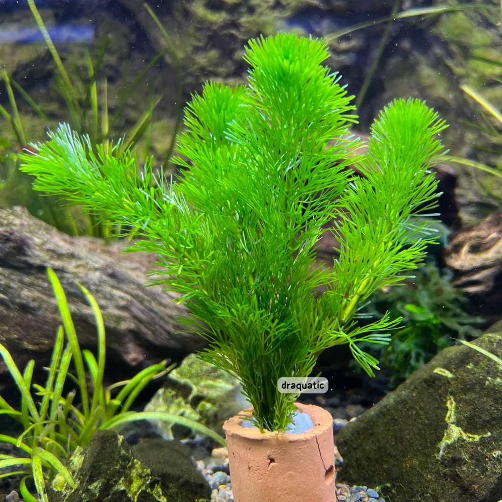 Jual Tanaman Aquascape Cabomba Green Aquascape | Tanaman Air Kabomba hijau | Shopee Indonesia