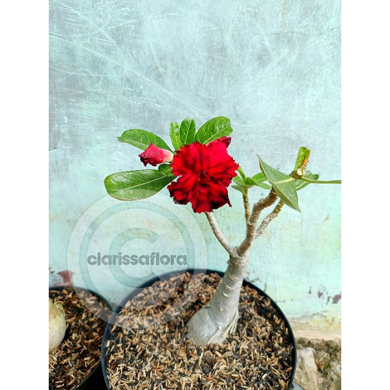 Jual PROMO !! Tanaman hias adenium bunga tumpuk red dragon - tanaman ...