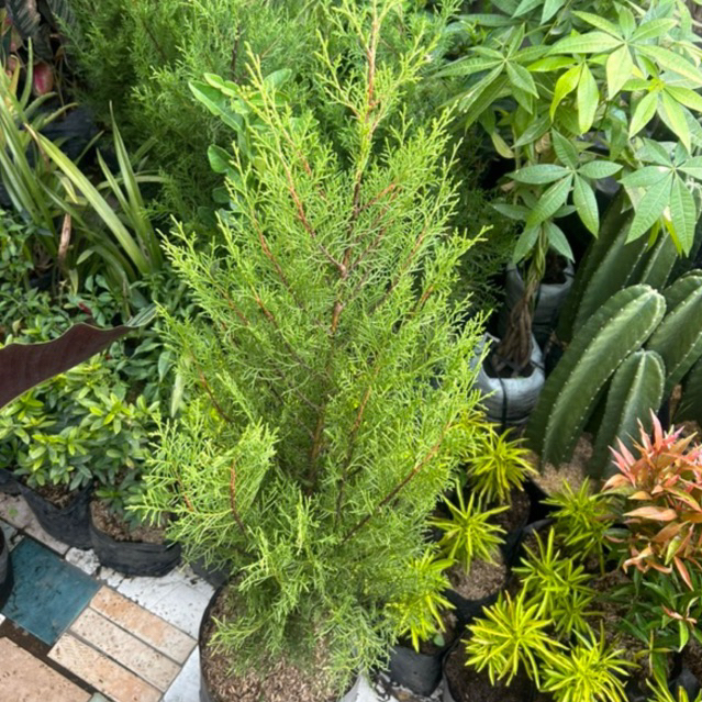 Jual Pohon Cemara / Tanaman Cemara / Cemara Rentes Wangi / Tanaman ...