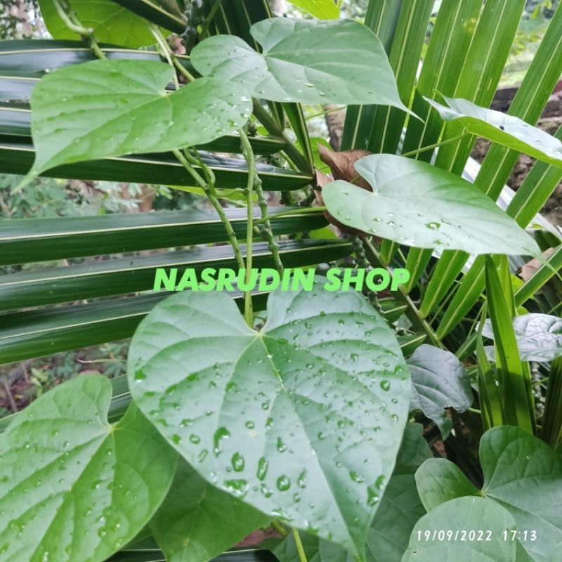 Jual DAUN BROTOWALI 30 LEMBAR SEGAR LANGSUNG PETIK / PATRAWALI ...