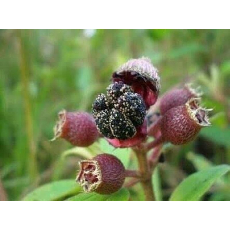 Jual Buah senduduk/Senggani (Melastoma candidum) 100 grm | Shopee Indonesia
