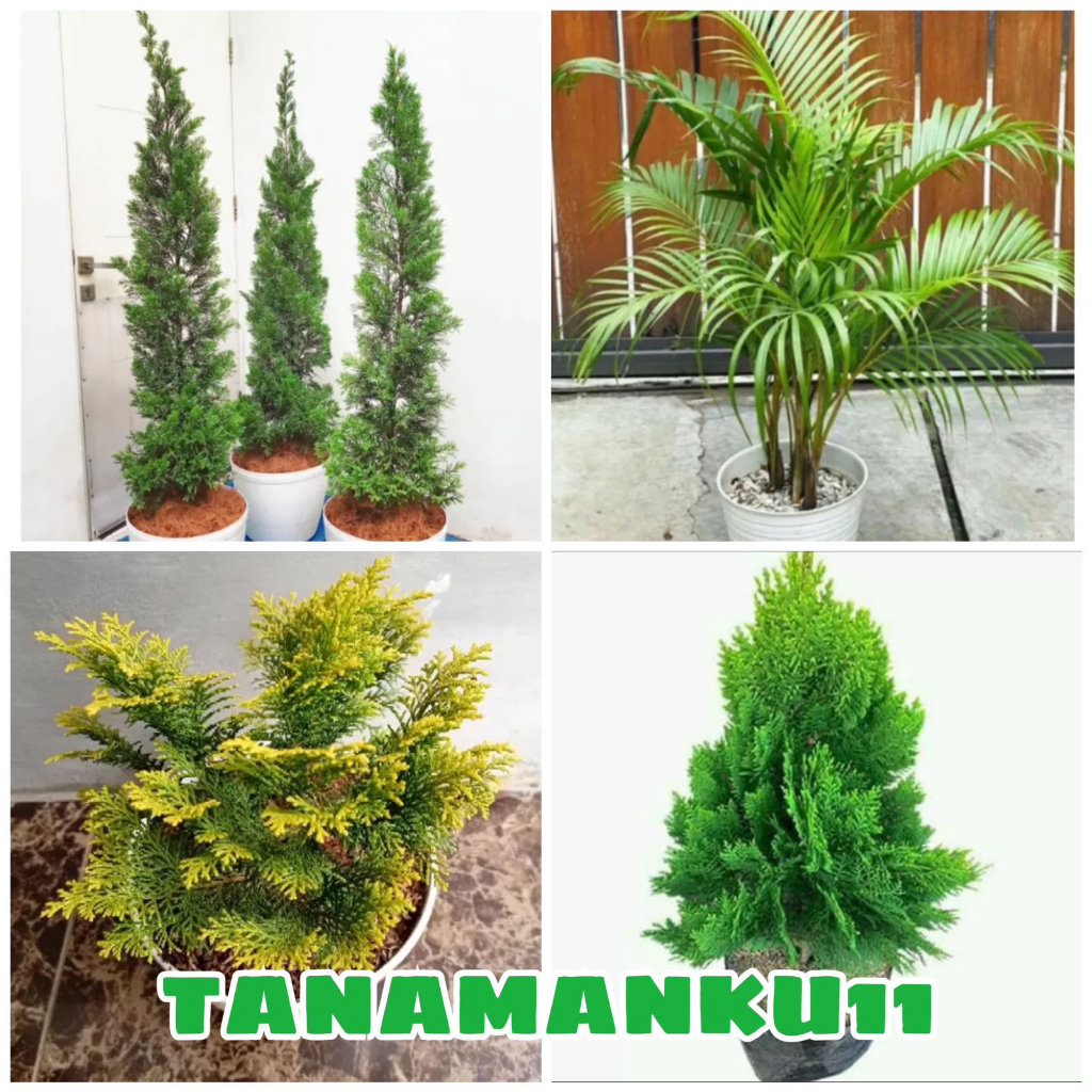 Jual paket 4 tanaman big cemar lilin cemara inoki mas cemara kipas ...