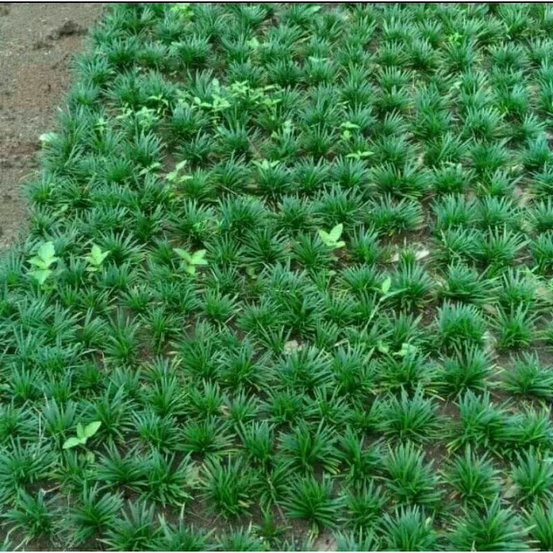 Jual Tanaman rumput kucai mini | Shopee Indonesia