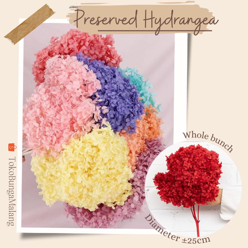 Jual 1 Bunch Preserved Hydrangea Whole Flower Asli Bunga Kering ...