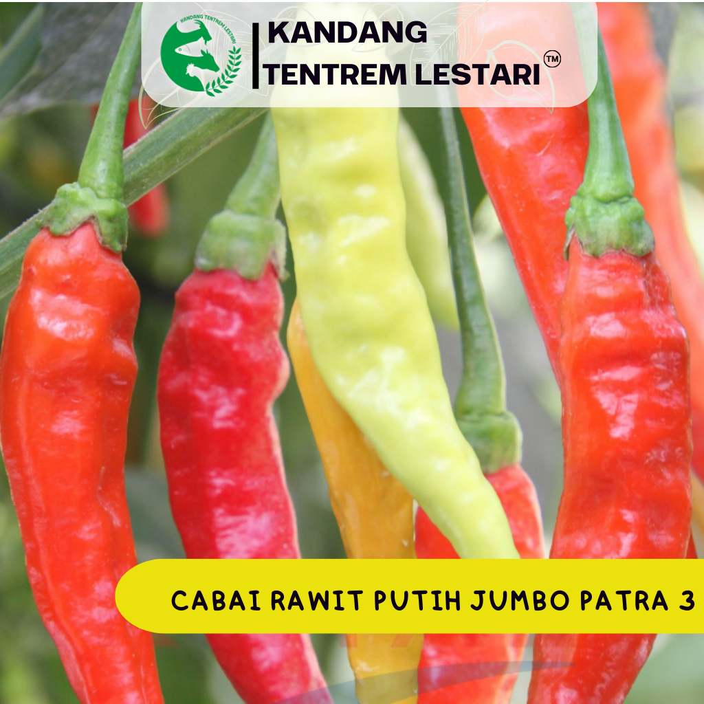 Jual Benih Cabe Cabai Rawit Putih Jumbo Patra 3 Pedas | Shopee Indonesia