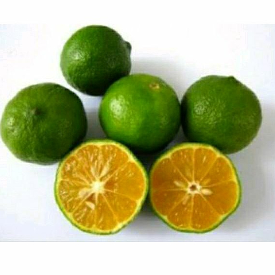 Jual Bibit Jeruk Kasturi/Lemon Cui/Jeruk Sonkit/Jeruk Peras Kondisi ...
