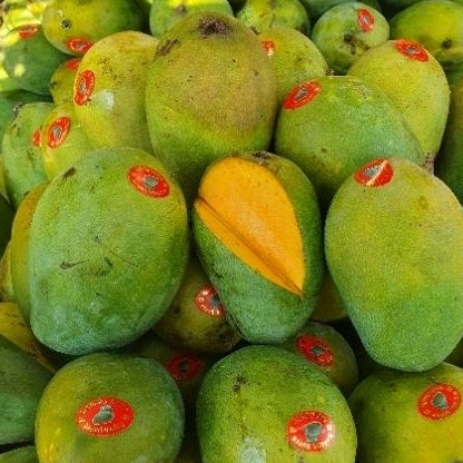 Jual Mangga Harum manis 1 kg | Shopee Indonesia
