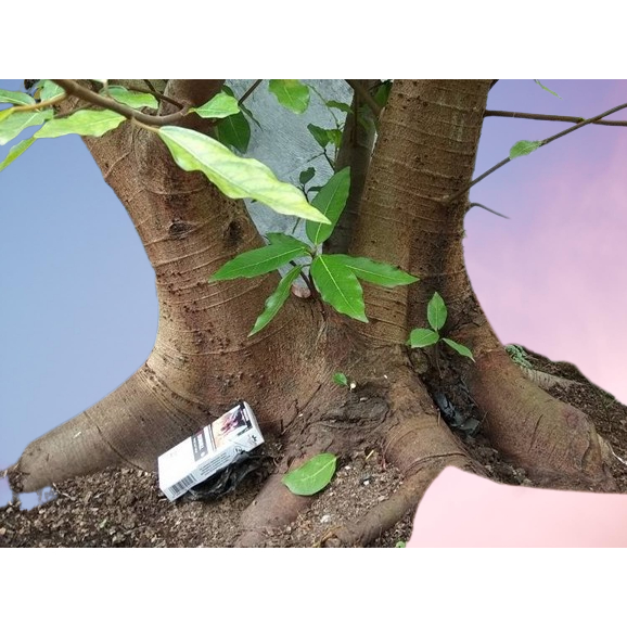 Jual tanaman stek loa batang bibit loa untuk bahan bonsai sambungan pohon tin | Shopee Indonesia