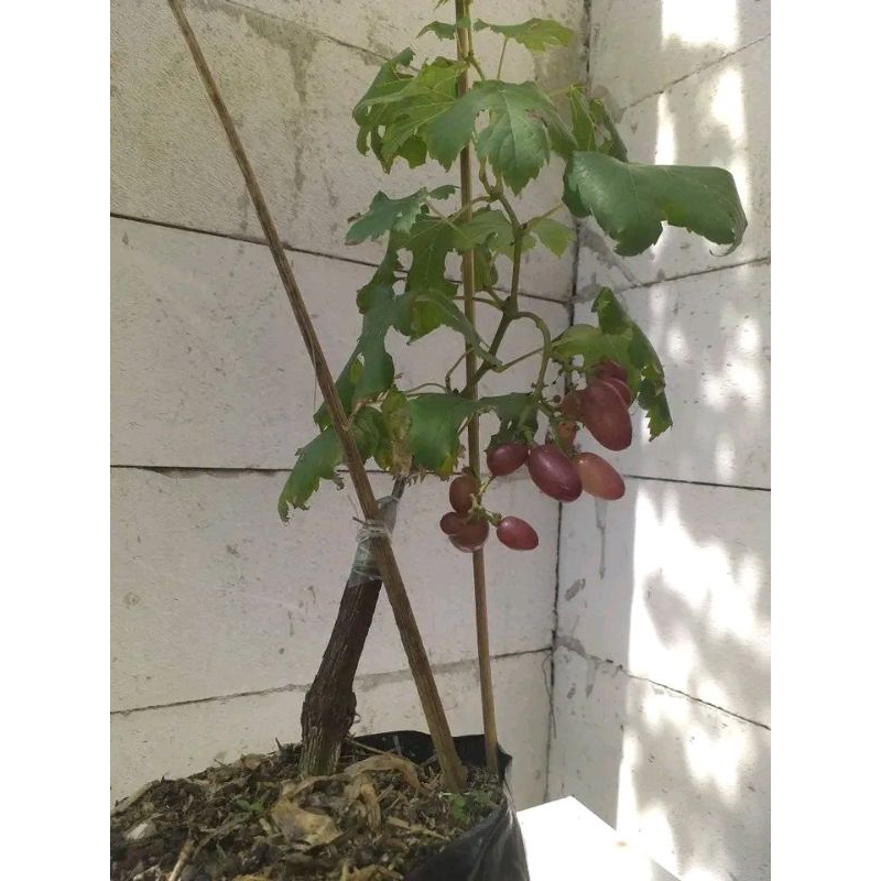 Jual Bibit Anggur sudah tumbuh buah besar manis | Shopee Indonesia