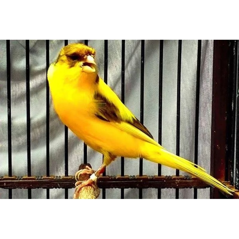 Jual TELUR BURUNG KENARI WARNA SANKIST DAN LEMON UNTUK DI TETASKAN ...