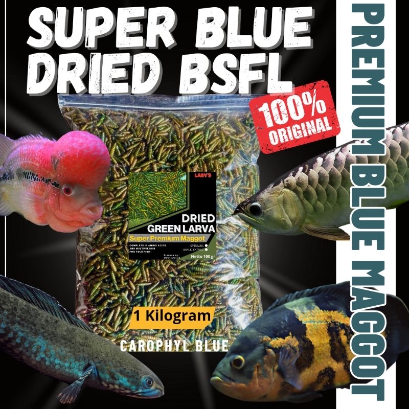 Jual SUPER BLUE DRIED MAGGOT PREMIUM 1KG MAGGOT KERING WIT CAROPHYL ...