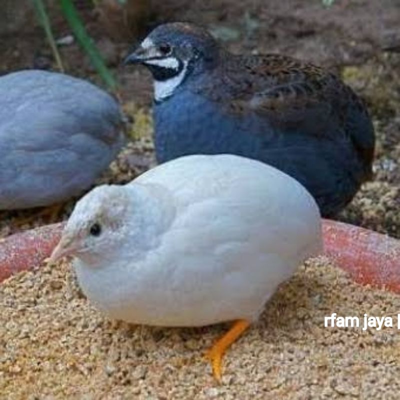 Jual BURUNG PUYUH HIAS PUYUH BATU UNTUK KANDANG AVIARY PEMBERSIH ...