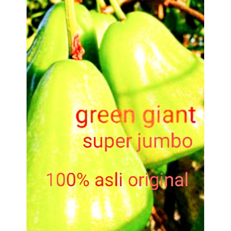 Jual bibit jambu air green giant super jumbo | Shopee Indonesia