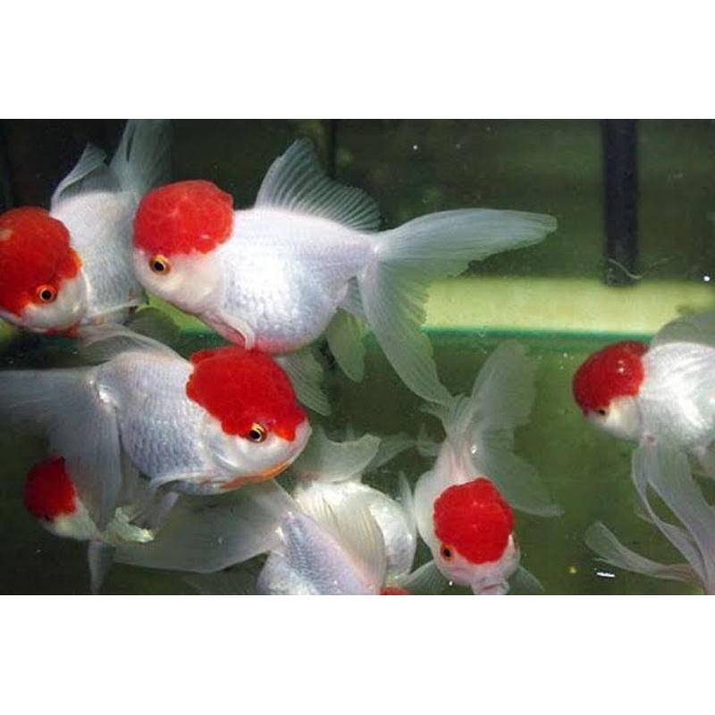 Jual Oranda Red Cap Goldfish / Ikan Mas Koki Oranda Red Cap / Air Tawar ...