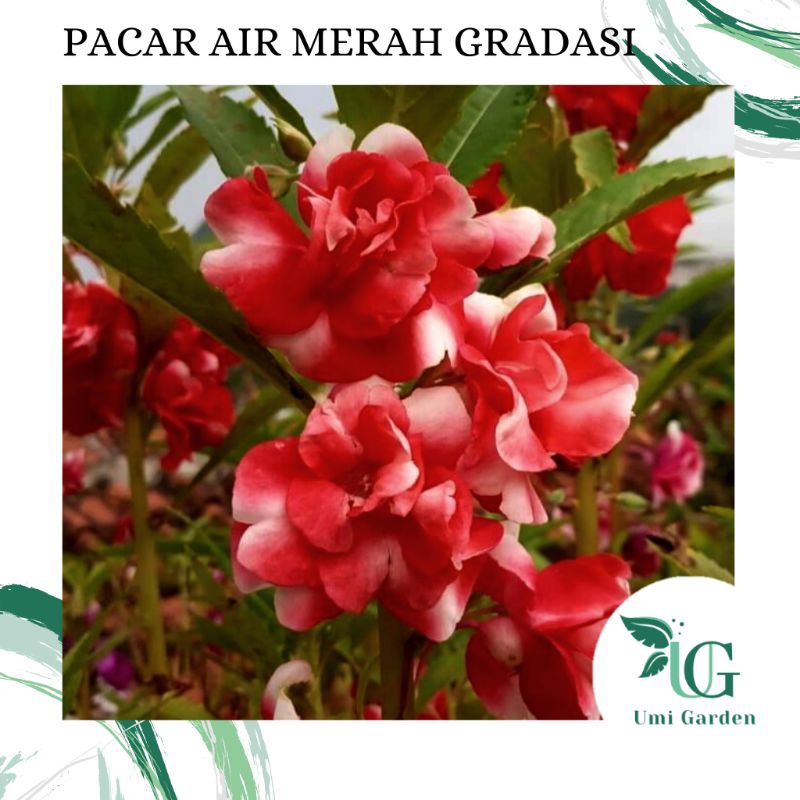 Jual 20 Biji Benih Bunga Pacar Air Merah Gradasi Putih Tumpuk Impatiens ...