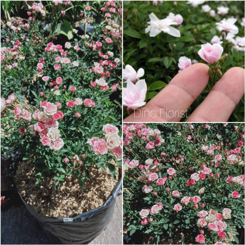 Jual Tanaman Hias Bunga Baby Rose / Multi Flora ( Indukan Super Rimbun ...