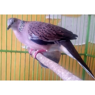 Jual Burung Tekukur Terlengkap & Harga Terbaru November 2024 | Shopee ...