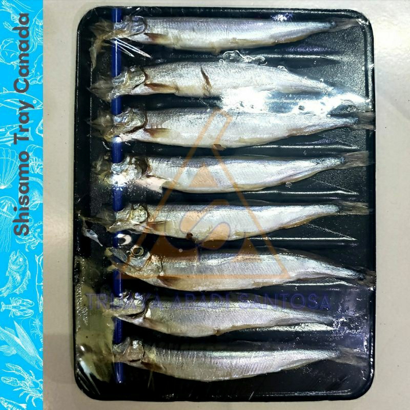 Jual Shishamo Fish / Capelin Fish / Ikan Telur Tray | Shopee Indonesia
