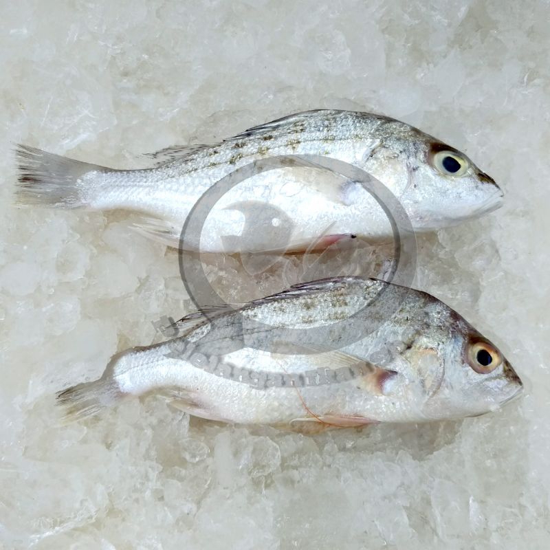 Jual Ikan Grot segar 1 kg | Shopee Indonesia