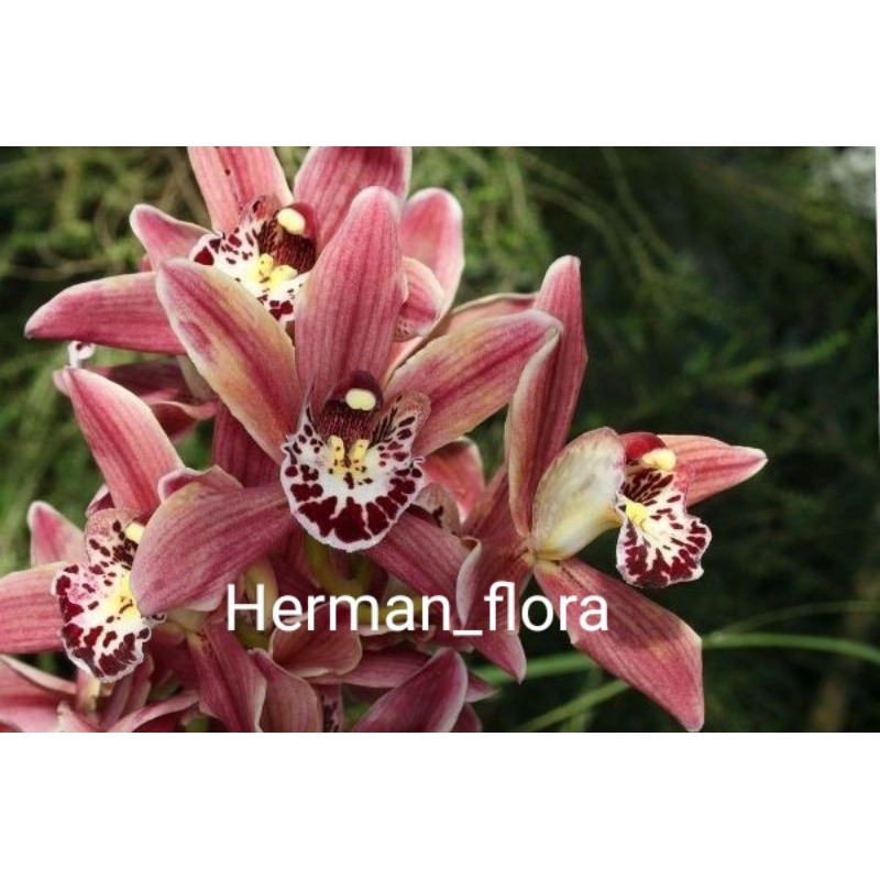 Jual Bibit tanaman hias anggrek Cymbidium red cardinal // anggrek tanah ...