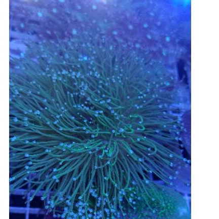 Jual Softies Coral Payungan Hijau Skrit White Size L | Shopee Indonesia