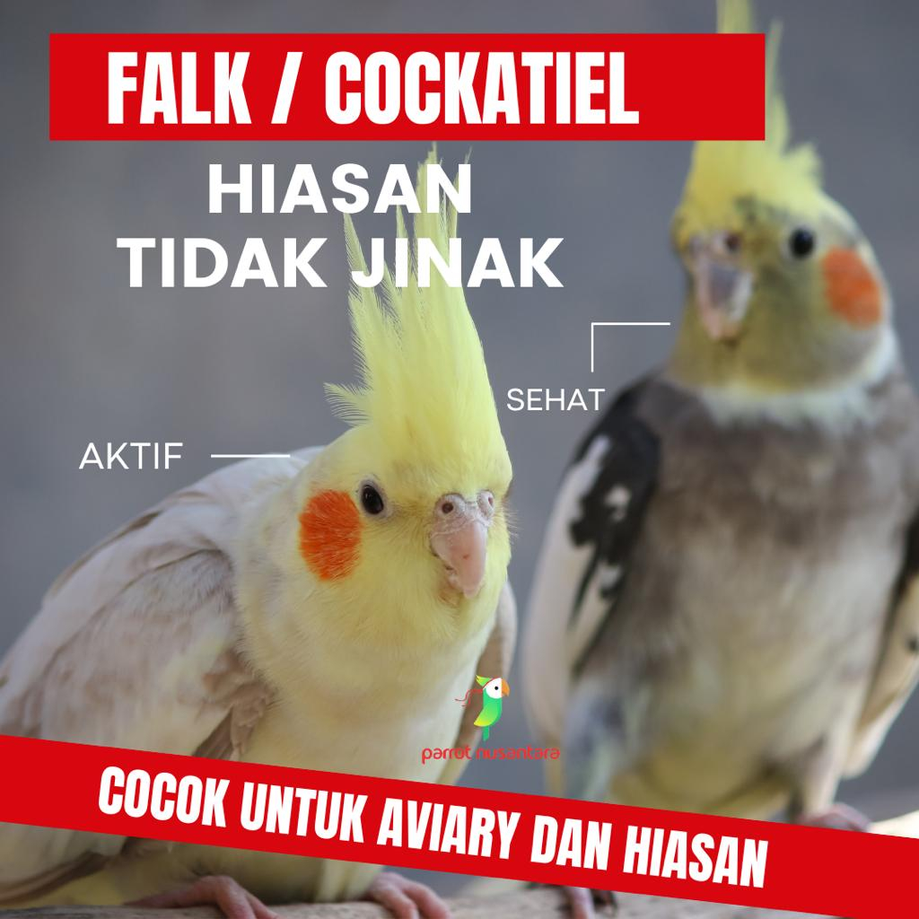 Jual PARKIT AUSTRALIA COCKATIEL FALK HIASAN/TIDAK JINAK | Shopee Indonesia