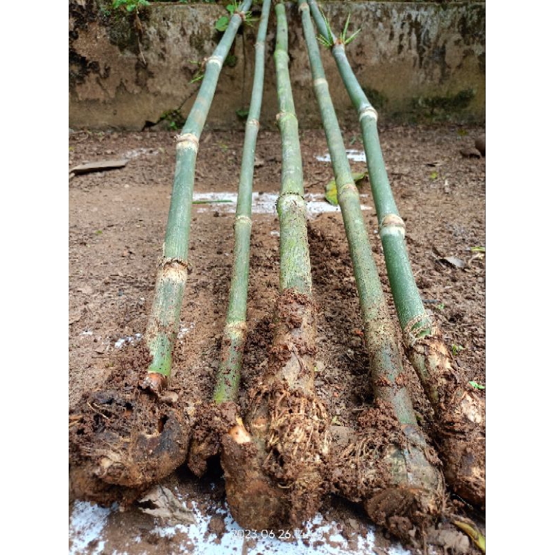 Jual Bibit Bambu Betung jumbo bokol 50cm | Shopee Indonesia