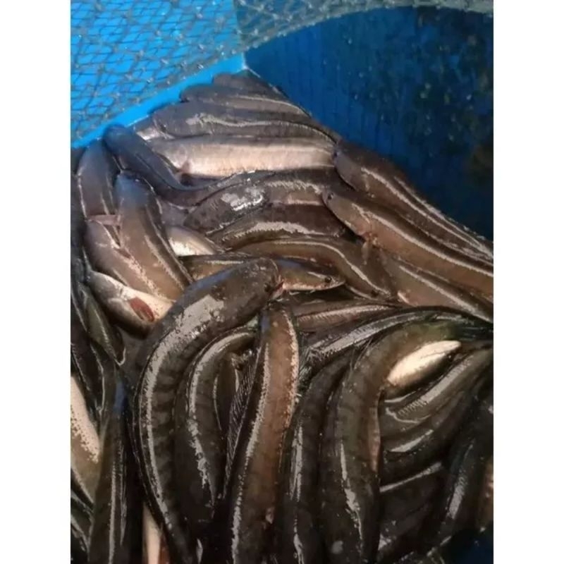 Jual IKAN GABUS / IKAN KUTUK HIDUP SEGAR (READY SETIAP HARI) | Shopee ...
