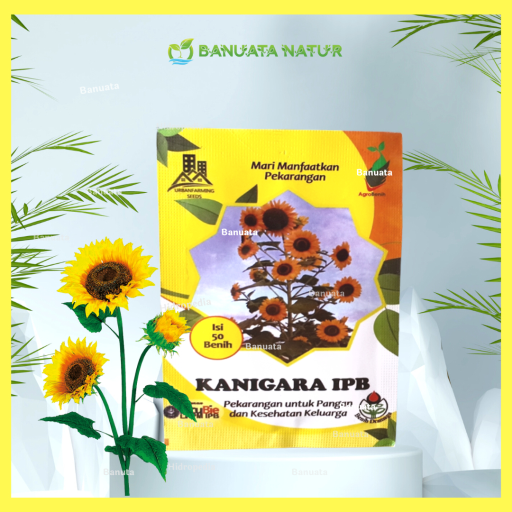 Jual Benih Bibit Bunga Matahari KANIGARA IPB isi 50 biji Berkualitas- Banuata | Shopee Indonesia