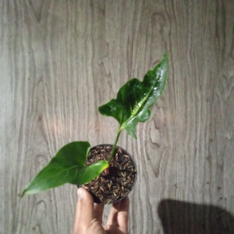 Jual Anthurium Garuda corong (Hybrid) | Shopee Indonesia