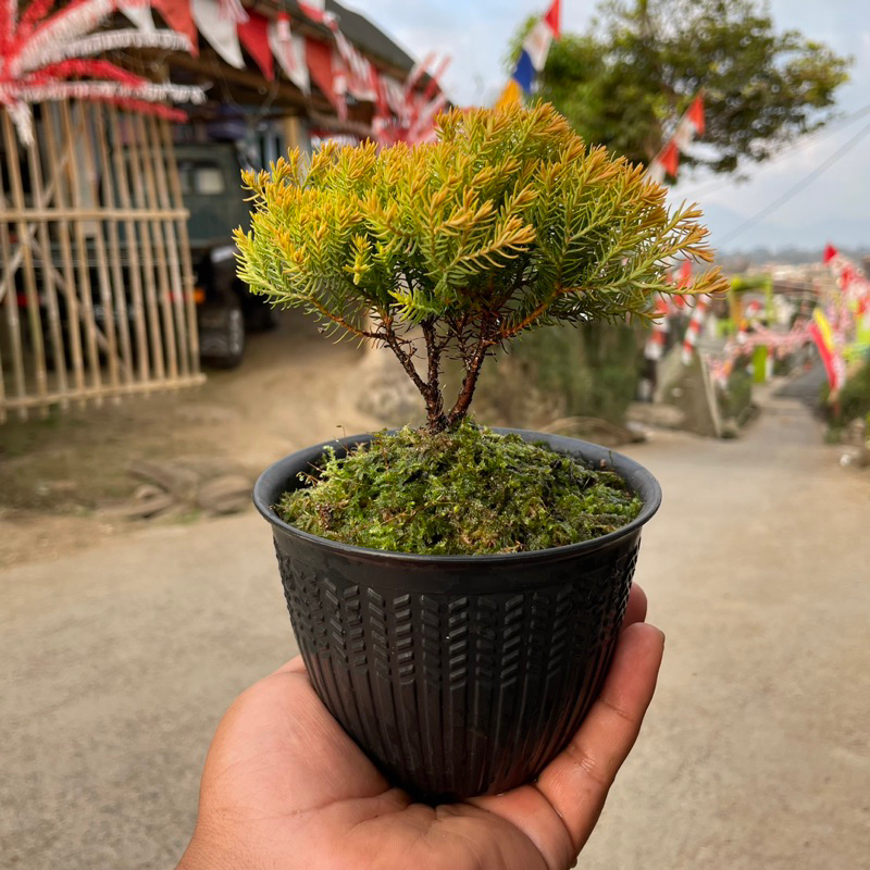Jual Bonsai mini cemara emas | Aquascape | vivarium | Shopee Indonesia