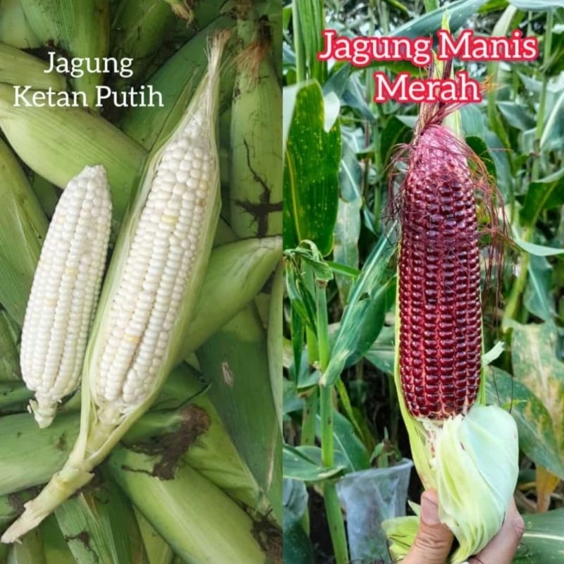 Jual Jagung Manis Merah/Jagung Pulut/Ketan Putih/ Ketan ungu 1Kg (panen ...