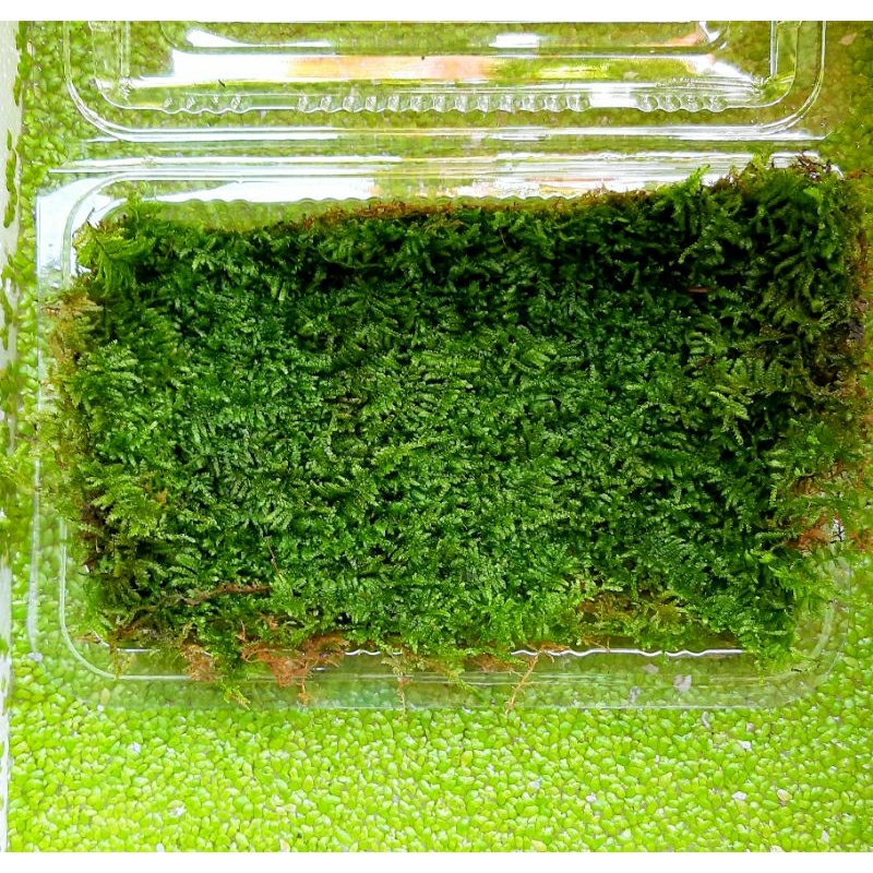 Jual Lumut Moss 1 Lempeng Bonsai Aquascape Karpet Tanaman Air Hias Java ...