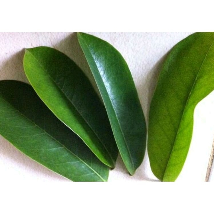 Jual DAUN SIRSAK ASLI OBAT TRADISIONAL 50 LEMBAR | Shopee Indonesia