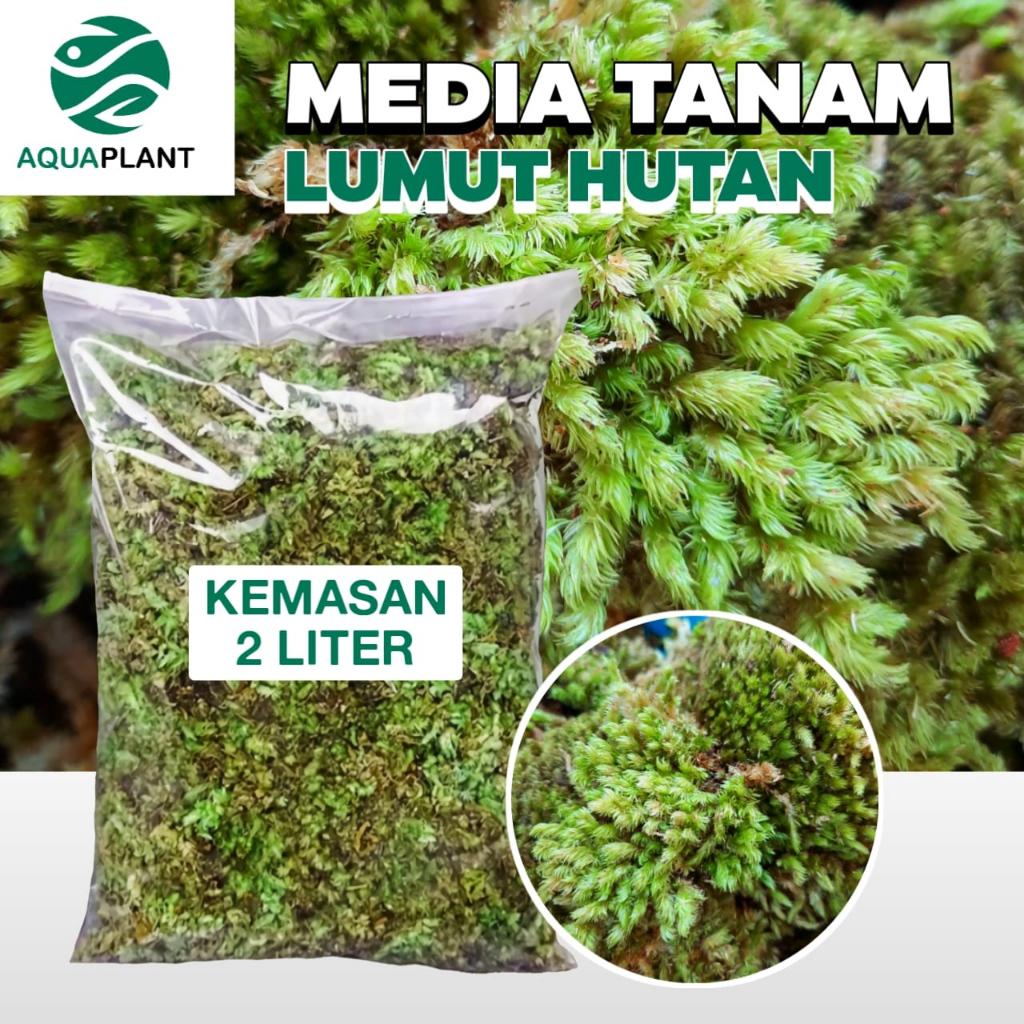 Jual Media Tanam Lumut Hutan / Lumut Pinus | Shopee Indonesia