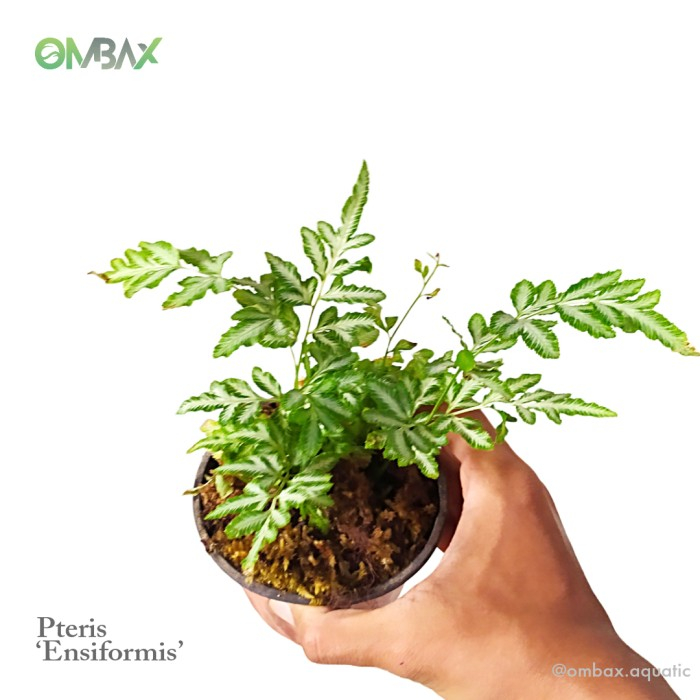 Jual Pteris 'Ensiformis' - Pakis / Tanaman Paludarium / Fern | Shopee ...