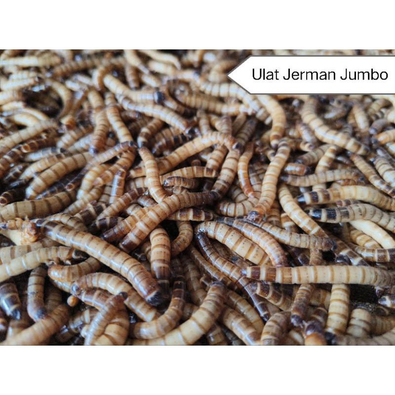 Jual Umpan Ulat Jerman Jumbo Ulat Hongkong Jumbo 100 Gram | Shopee ...