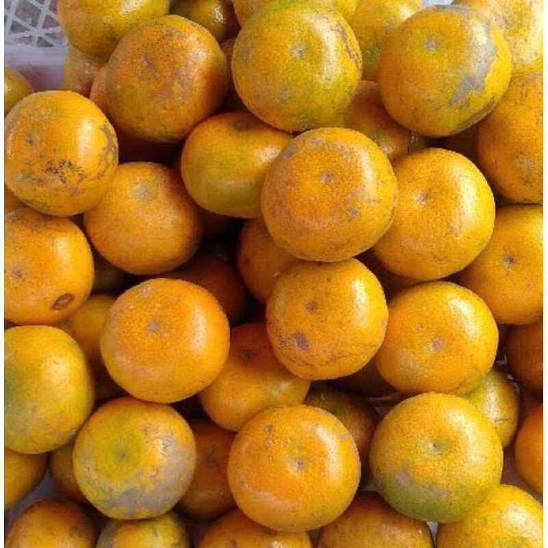 Jual JERUK MEDAN FRESH 1kg | Shopee Indonesia