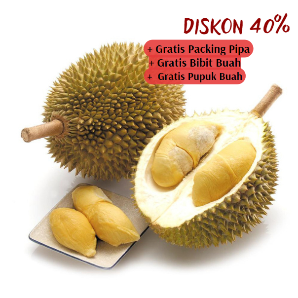 Jual Bibit Pohon Durian kane Pohon Pendek | Buah Besar Super Unggul ...