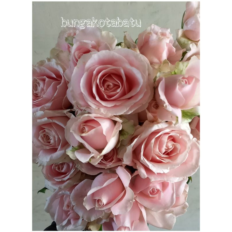 Jual Bunga Mawar Potong Holand Warna Pink Soft | Shopee Indonesia