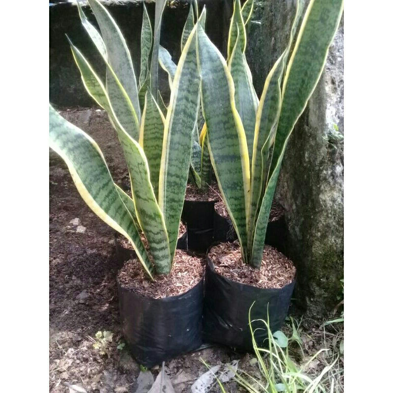 Jual sansiveria, lidah martua 30-60 cm/pepedangan/sansivera/sensivera ...