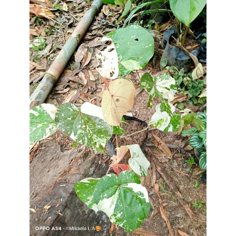 Jual Waru variegata | Shopee Indonesia