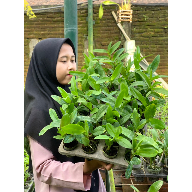 Jual 5 Seedling Dendrobium Bunga Kriting (SILANGAN TERBARU) | Shopee ...