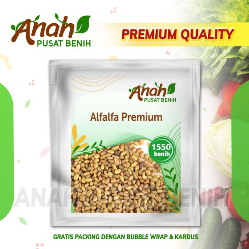 Jual Bibit benih pakan ternak Alfalfa 1550 biji / benih Alfalfa / bibit ...