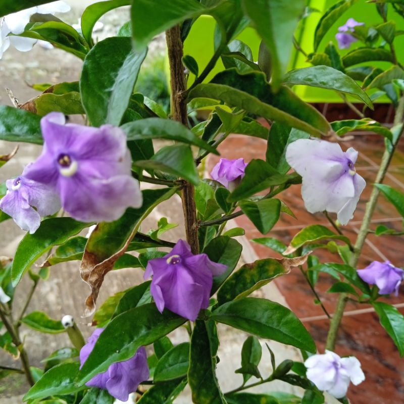 Jual melati costa ungu putih tanaman hias melati costa rimbun murah ...